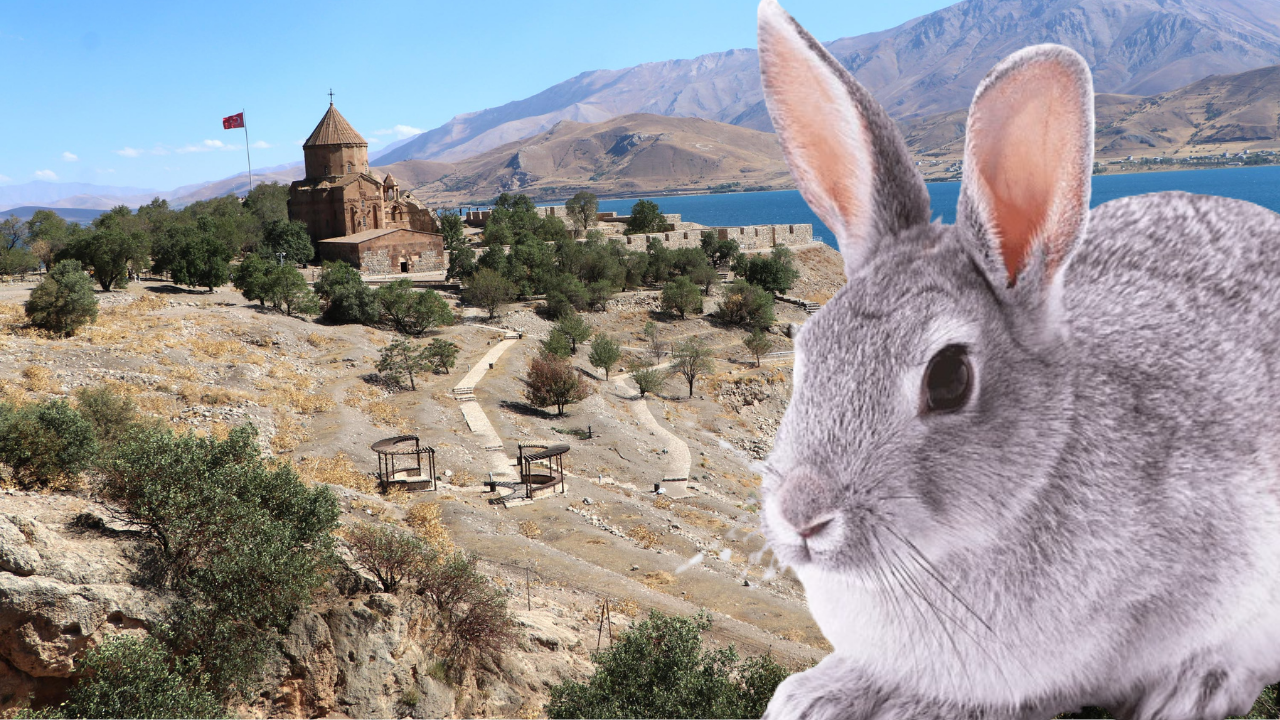 Sevimliliğine Aldanmayın! Tavşanlar, Akdamar Adası'nın Kuyusunu Kazıyor